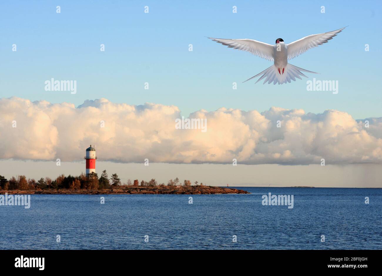 Common tern in migration in the sky during spring. Seaside activity ...