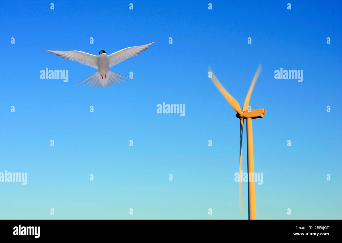 Common tern in migration in the sky during spring. Seaside activity ...