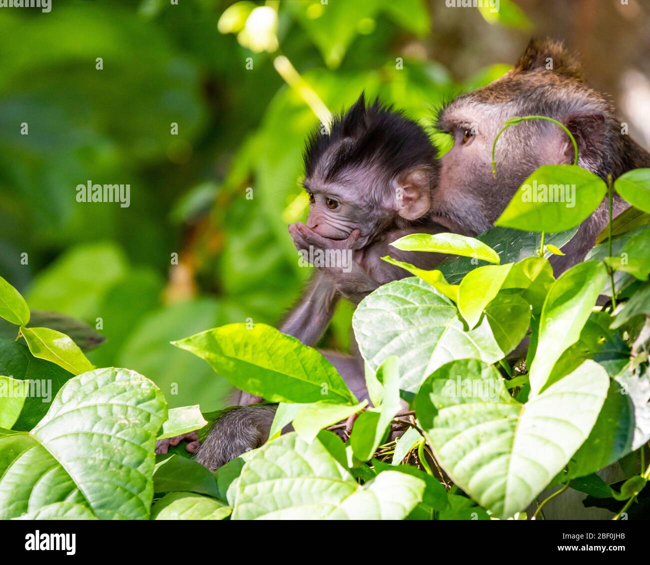 Horizontal view of a baby and mother grey long-tailed macaque in Bali ...
