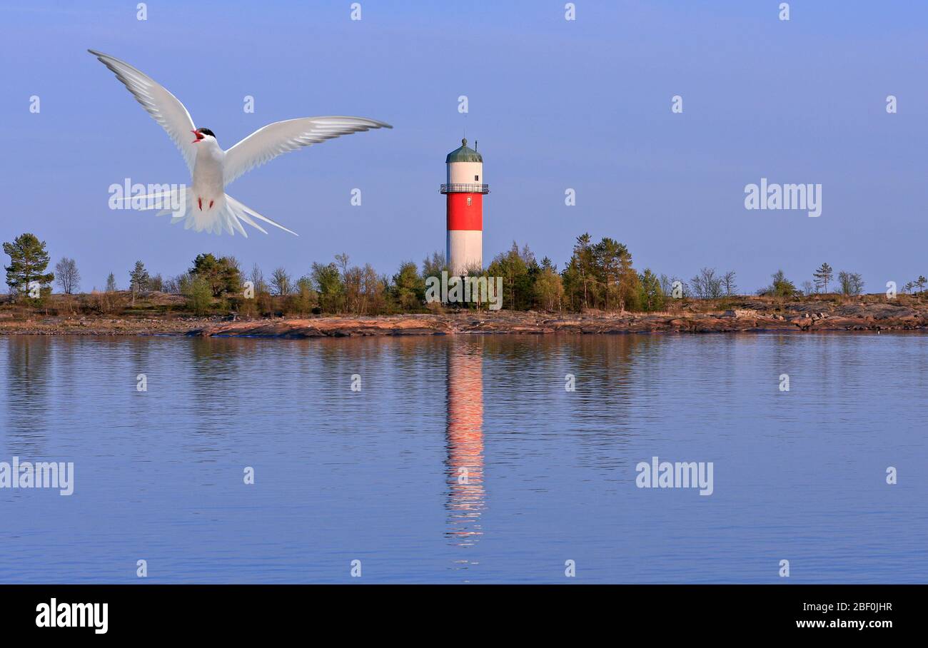 Common tern in migration in the sky during spring. Seaside activity ...