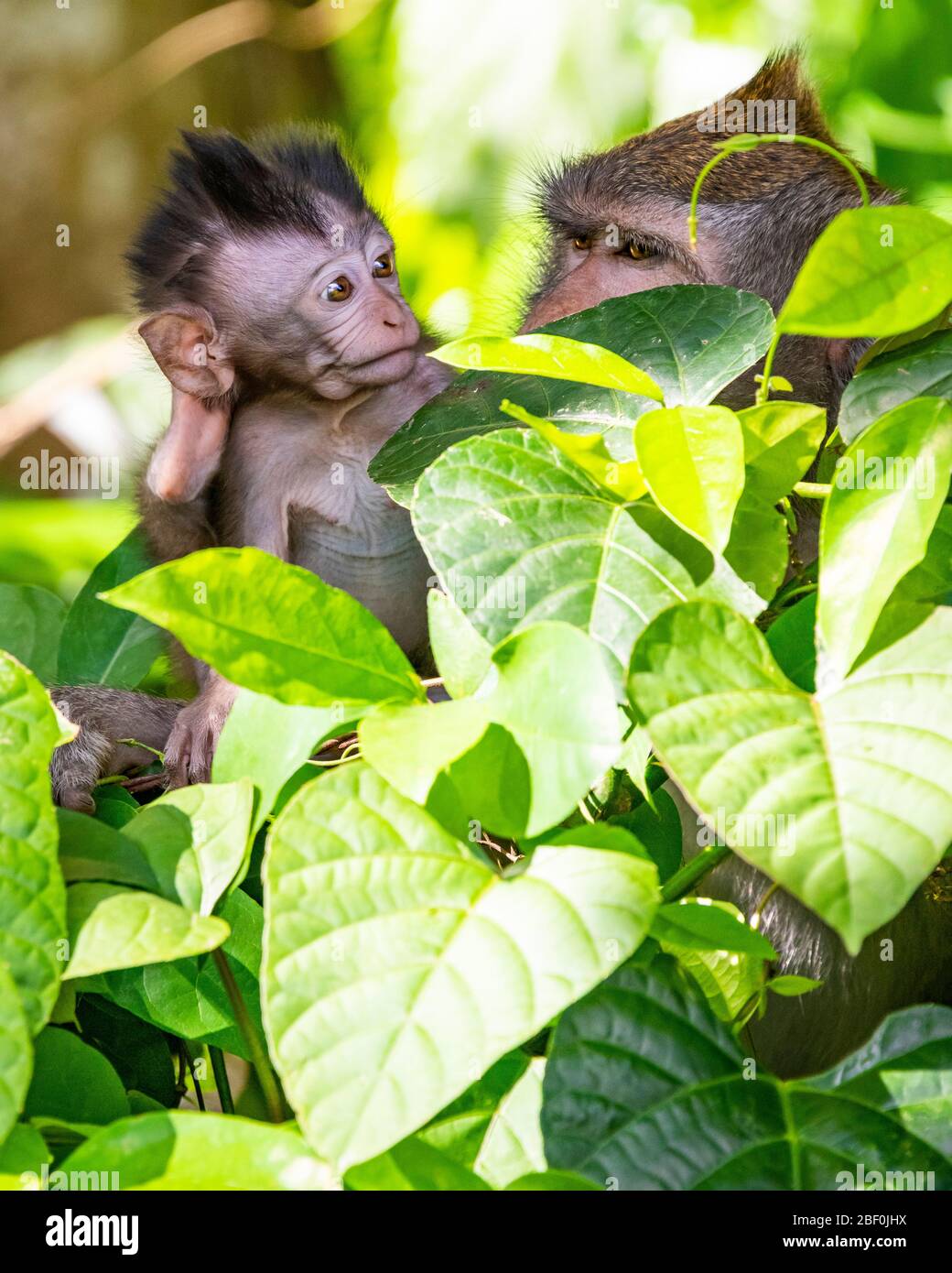 Vertical adorable little grey hi-res stock photography and images - Alamy