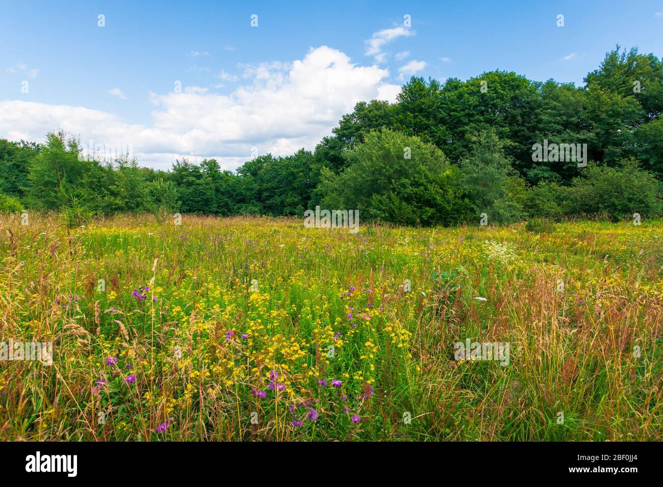 Open woodland glade hi-res stock photography and images - Alamy