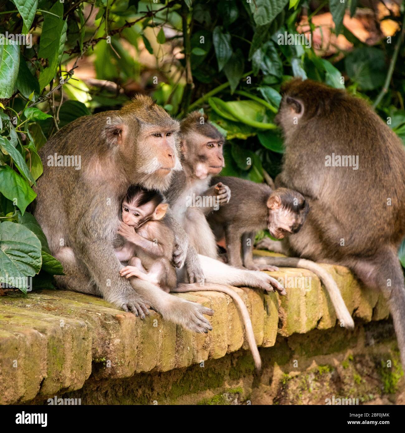 Bali tribe forest hi-res stock photography and images - Alamy