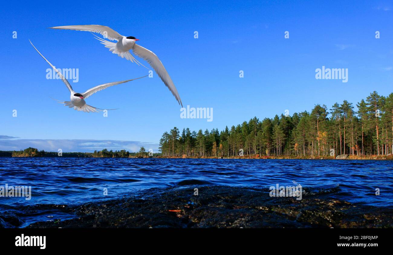 Common tern in migration in the sky during spring. Seaside activity ...