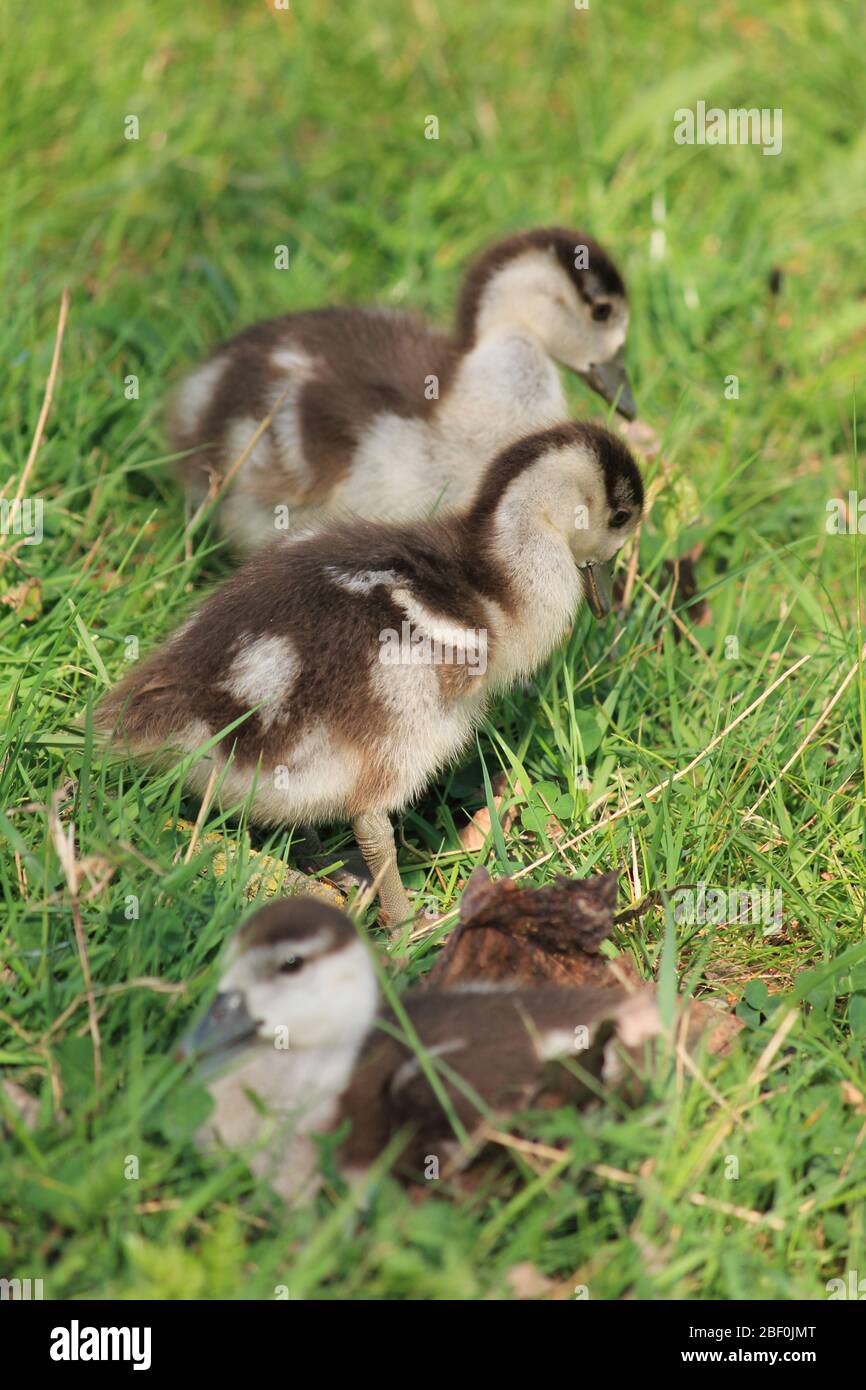Egyptian goose in Citypark Staddijk Nijmegen, the Netherlands Stock ...