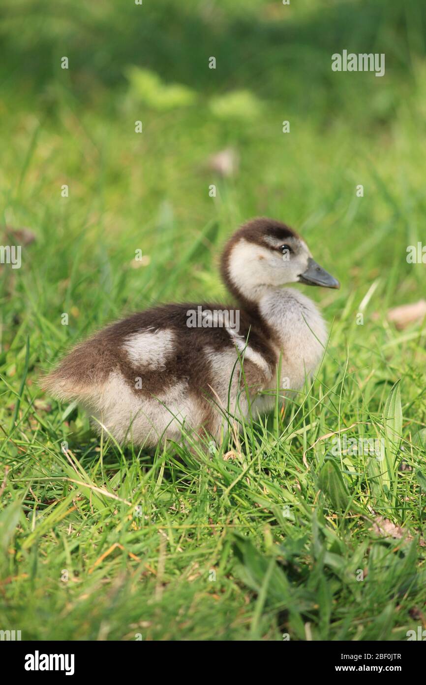 Egyptian goose in Citypark Staddijk Nijmegen, the Netherlands Stock ...