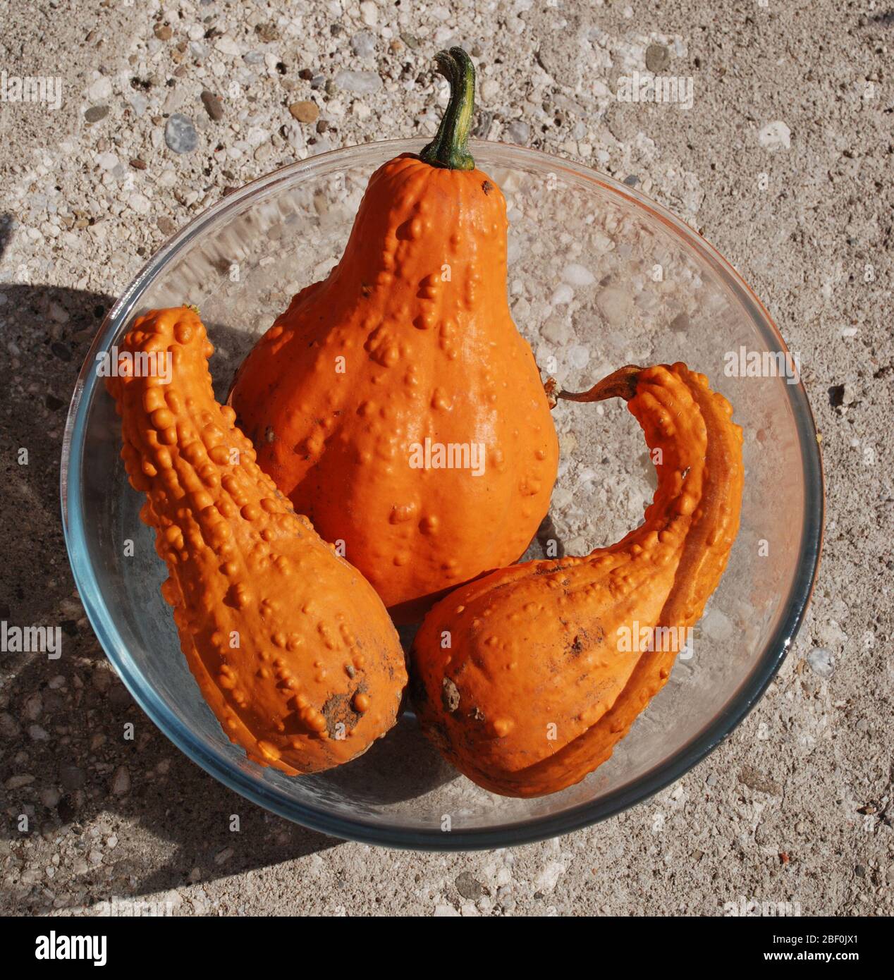 Three knobbly pear-shaped orange squashes in a clear glass bowl with a ...