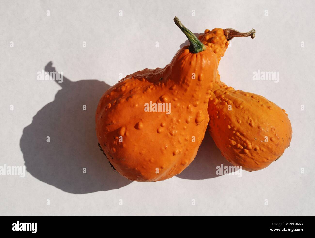 Two knobbly pear-shaped orange squashes with a clear shadow cast on the ...