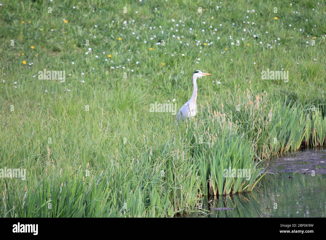Heron with a short neck hi-res stock photography and images - Alamy