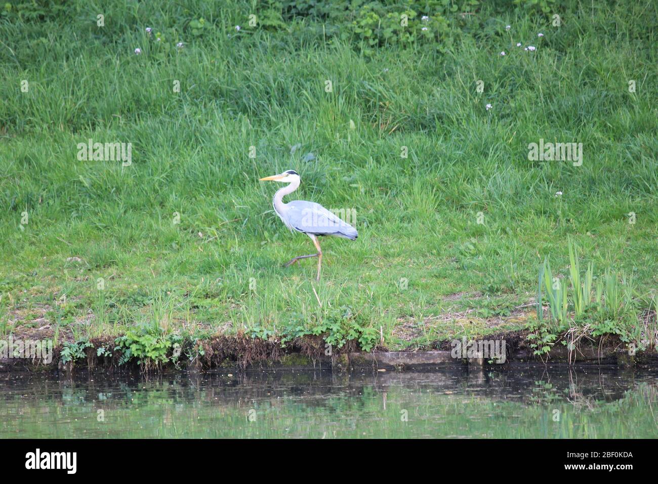 Heron with a short neck hi-res stock photography and images - Alamy