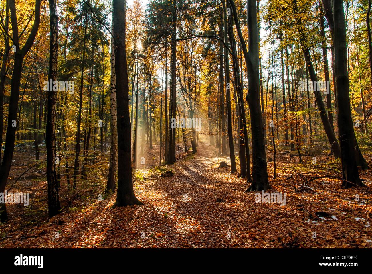 Beams of light between trees hi-res stock photography and images - Alamy