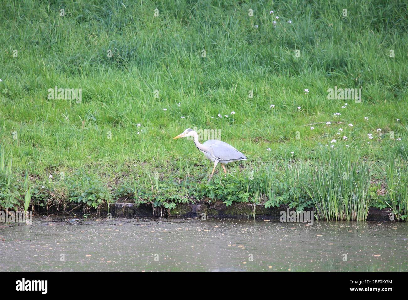 Heron with a short neck hi-res stock photography and images - Alamy