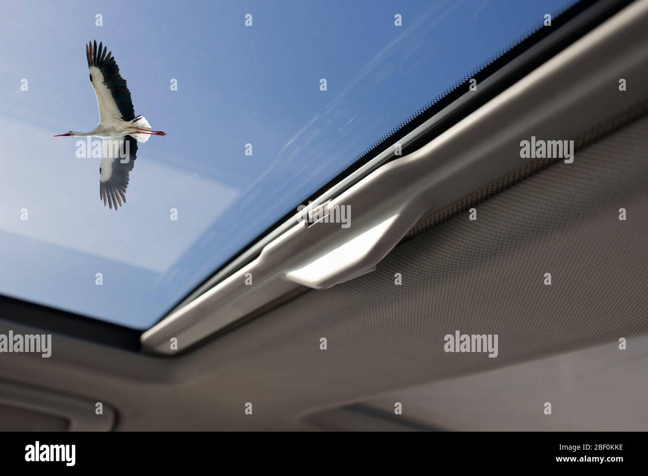 View through sunroof car with stork flying. Enjoy nature from car ...