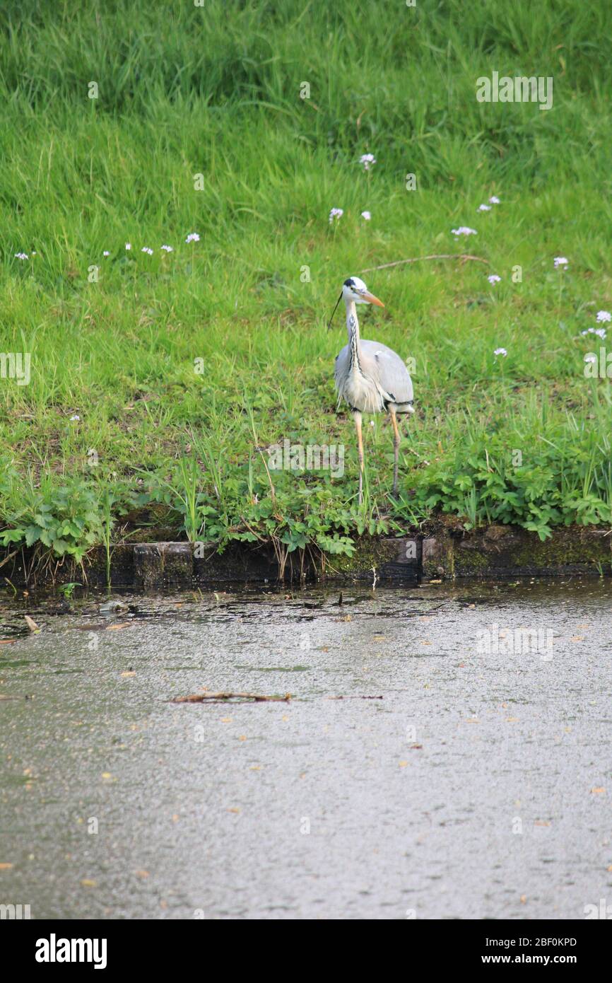 Heron with a short neck hi-res stock photography and images - Alamy