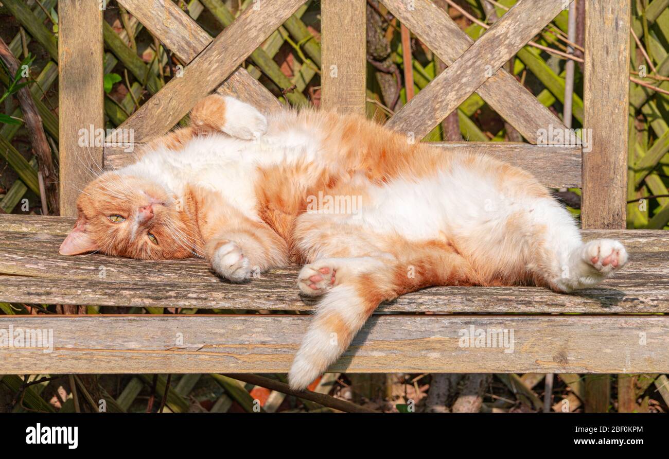Large Ginger Male Tomcat Cat Tabby Orange and white striped asleep in ...