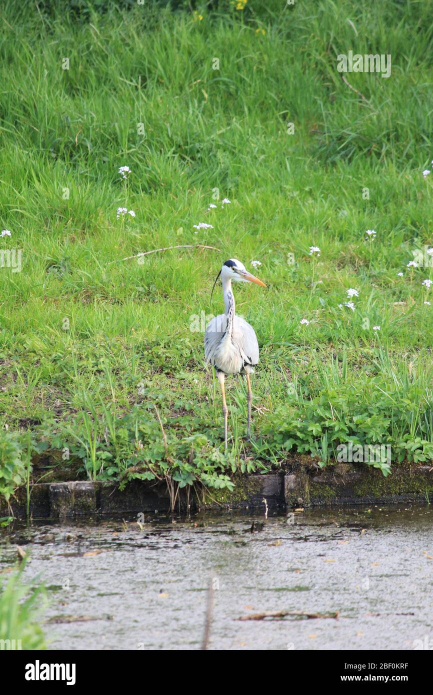 Heron with a short neck hi-res stock photography and images - Alamy