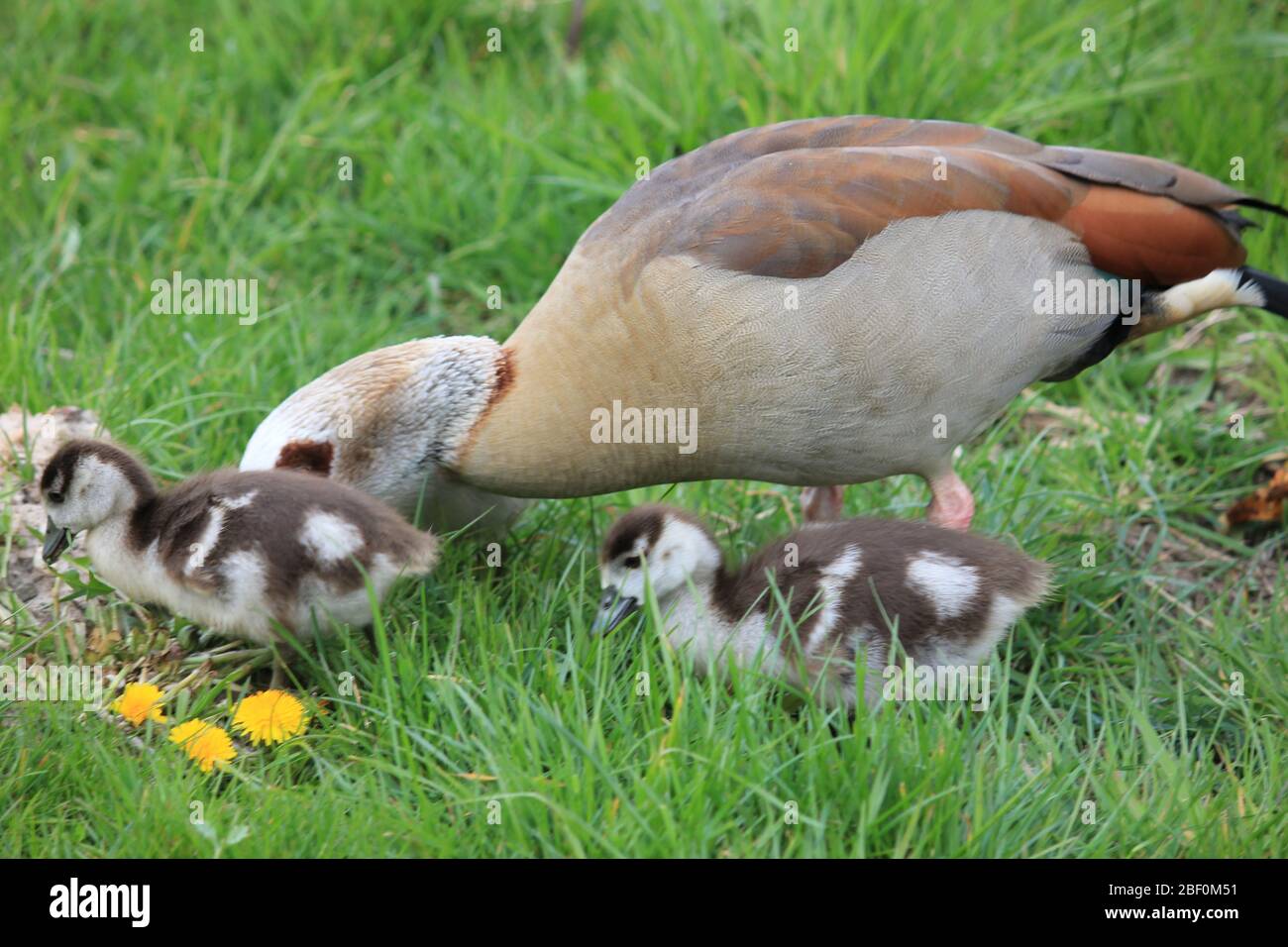 Egyptian goose in Citypark Staddijk Nijmegen, the Netherlands Stock ...