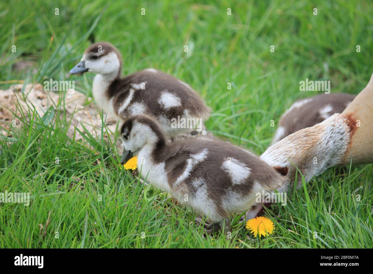 Egyptian goose in Citypark Staddijk Nijmegen, the Netherlands Stock ...