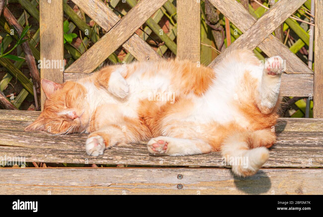 Large Ginger Male Tomcat Cat Tabby Orange and white striped asleep in ...
