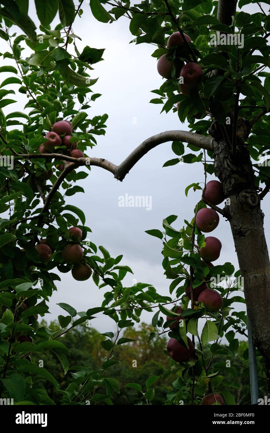 Apples harvesting hi-res stock photography and images - Alamy