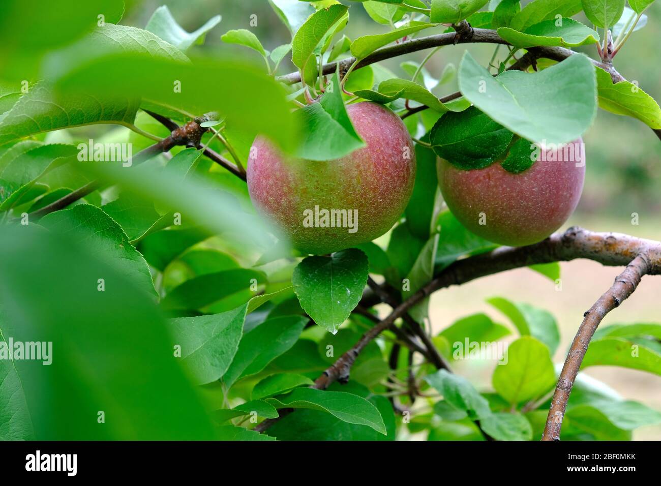 Gala apple tree hi-res stock photography and images - Alamy