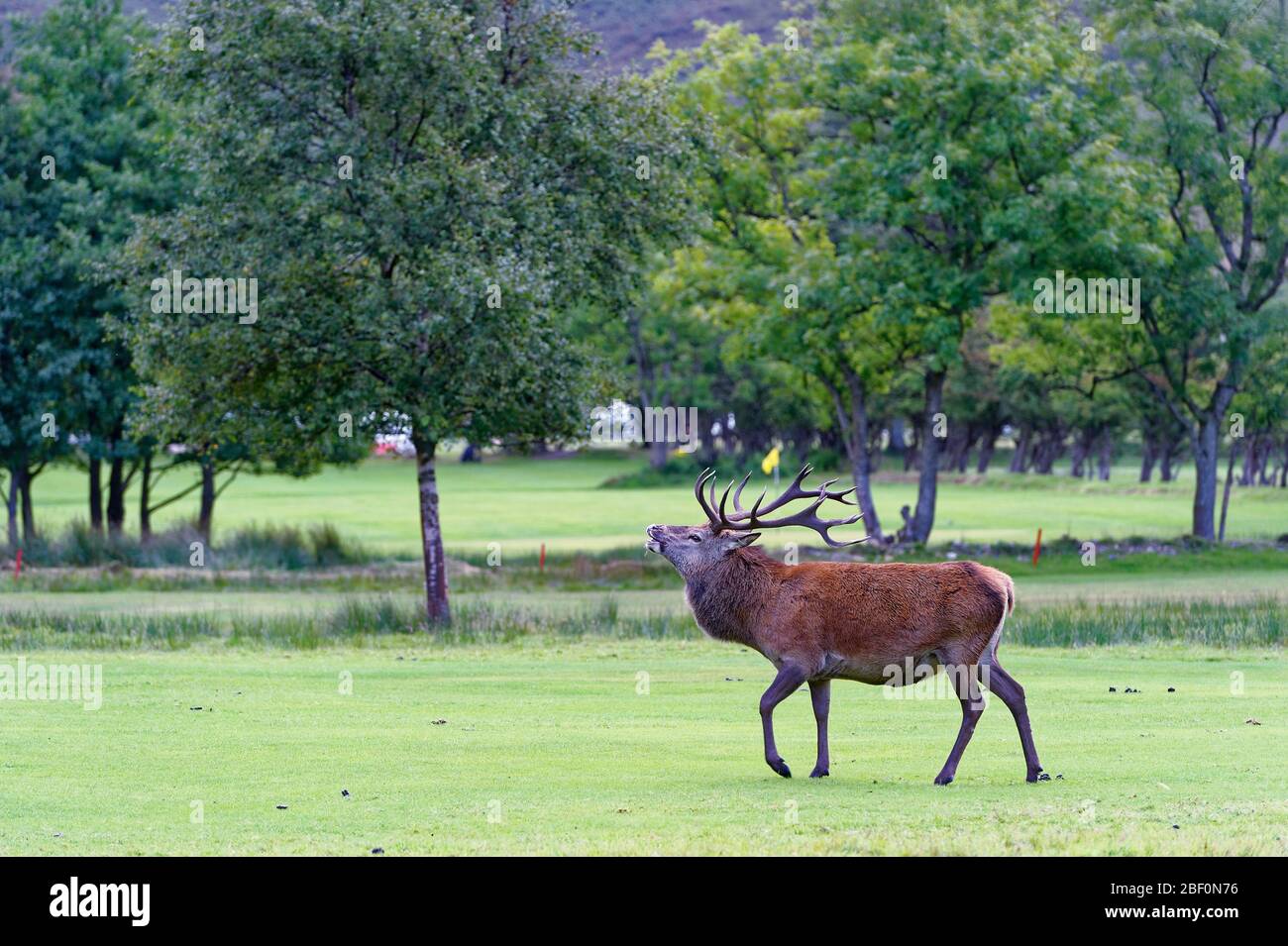 Red deer stag, seen on the golf course at Lochranza, Isle of Arran ...