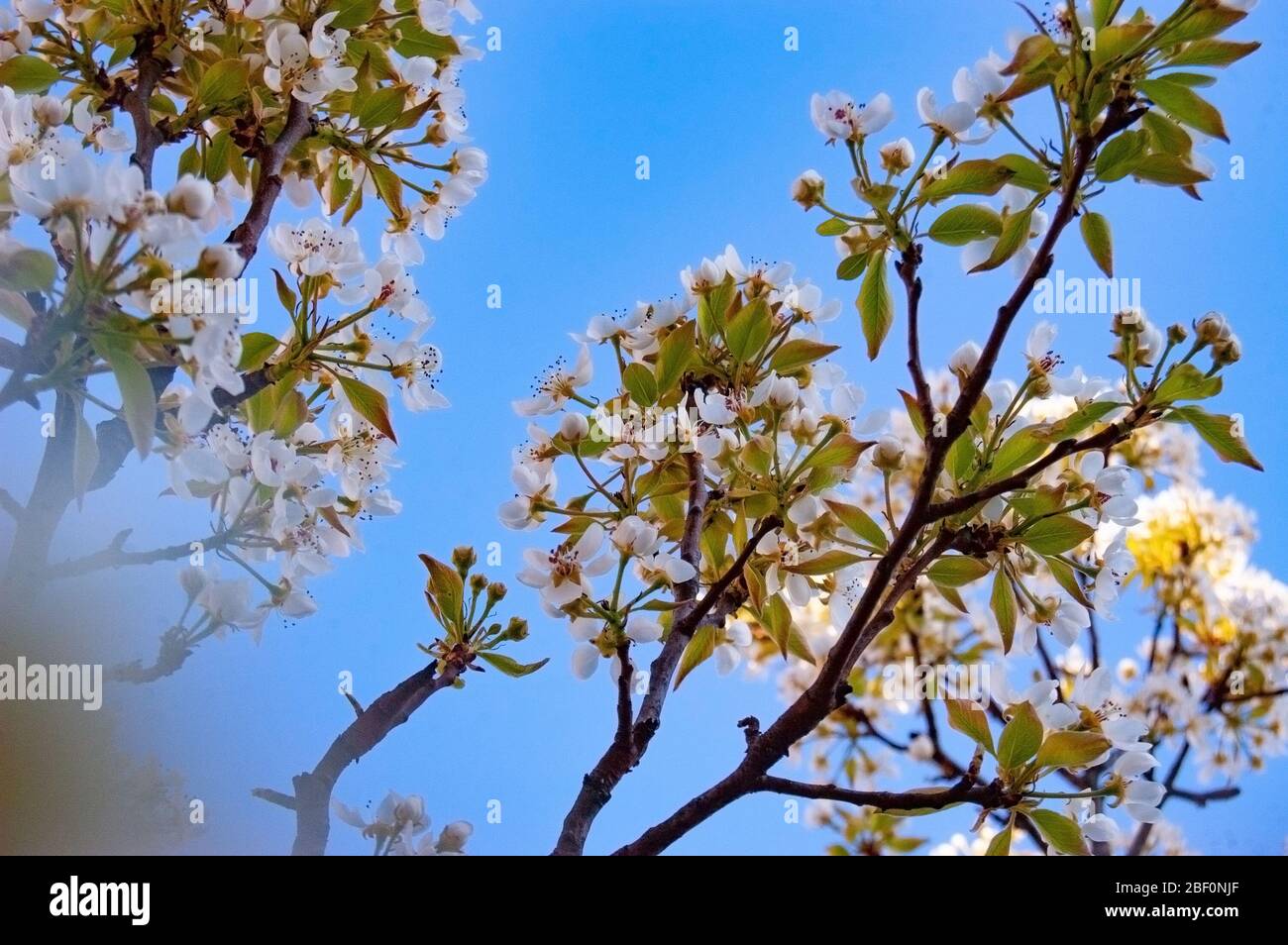 Plum tree full bloom hi-res stock photography and images - Alamy