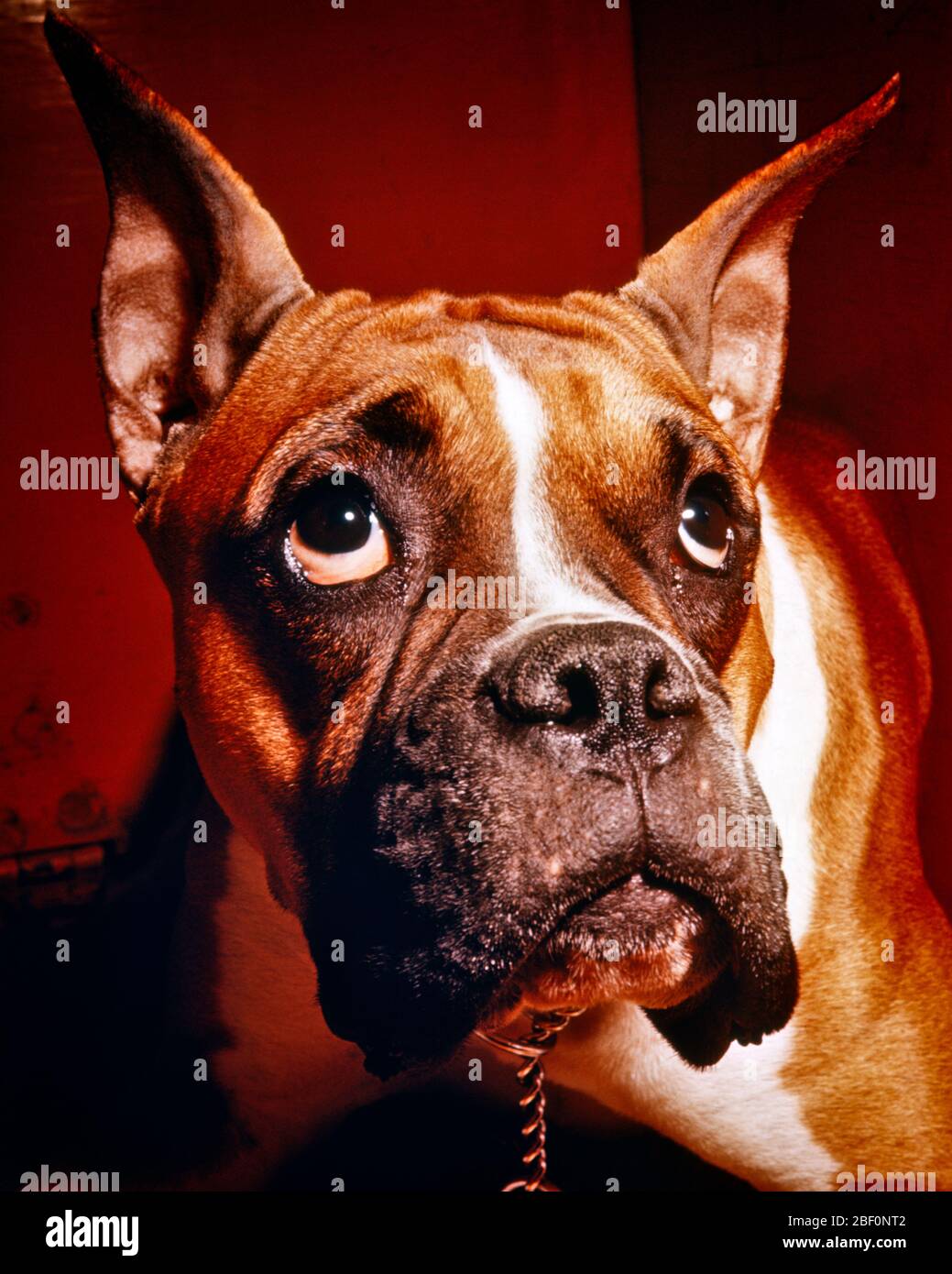 1950s 1960s FACE OF BOXER DOG LOOKING UP BEGGING ADORABLY - kd1953 ...