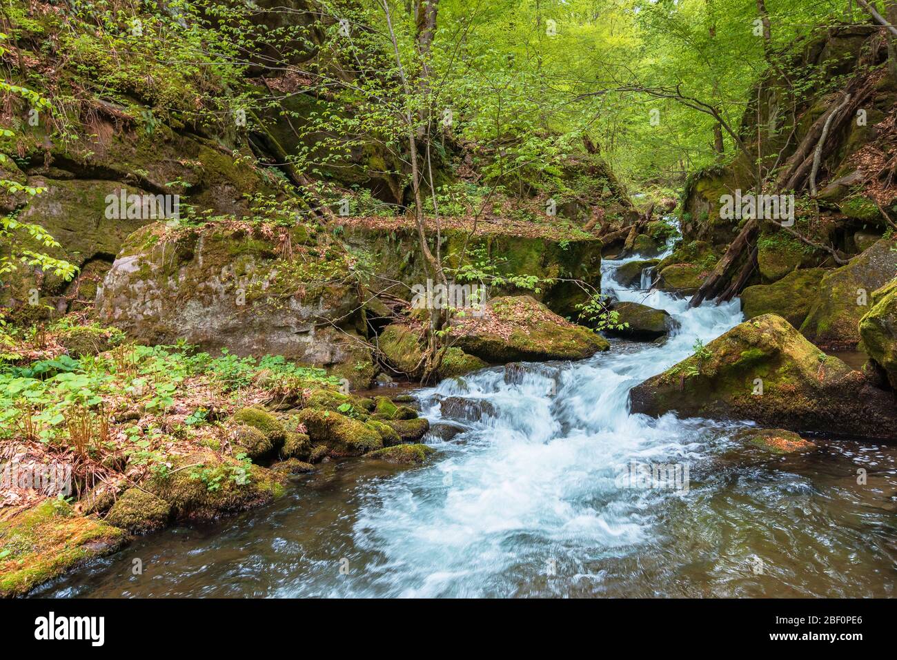 rapid water flow among the forest. trees in fresh green foliage ...