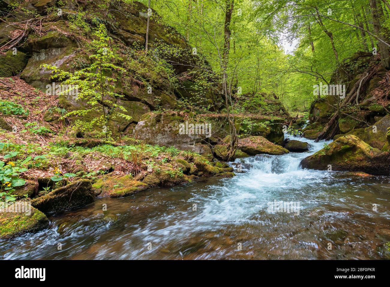 rapid water flow among the forest. trees in fresh green foliage ...