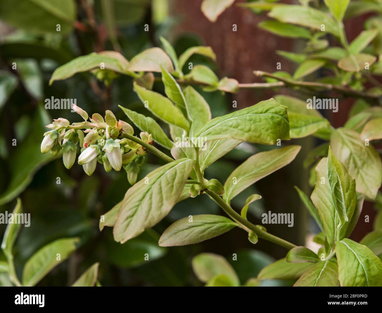 A blueberry plant with flowers about to bloom, Vaccinium corymbosum ...