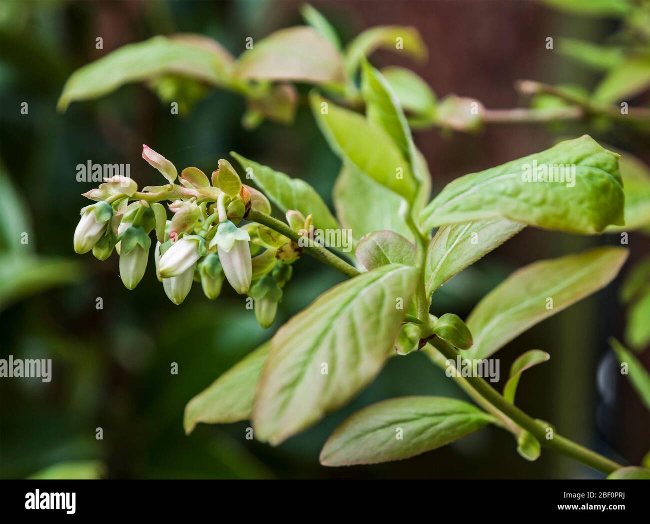 A blueberry plant with flowers about to bloom, Vaccinium corymbosum ...
