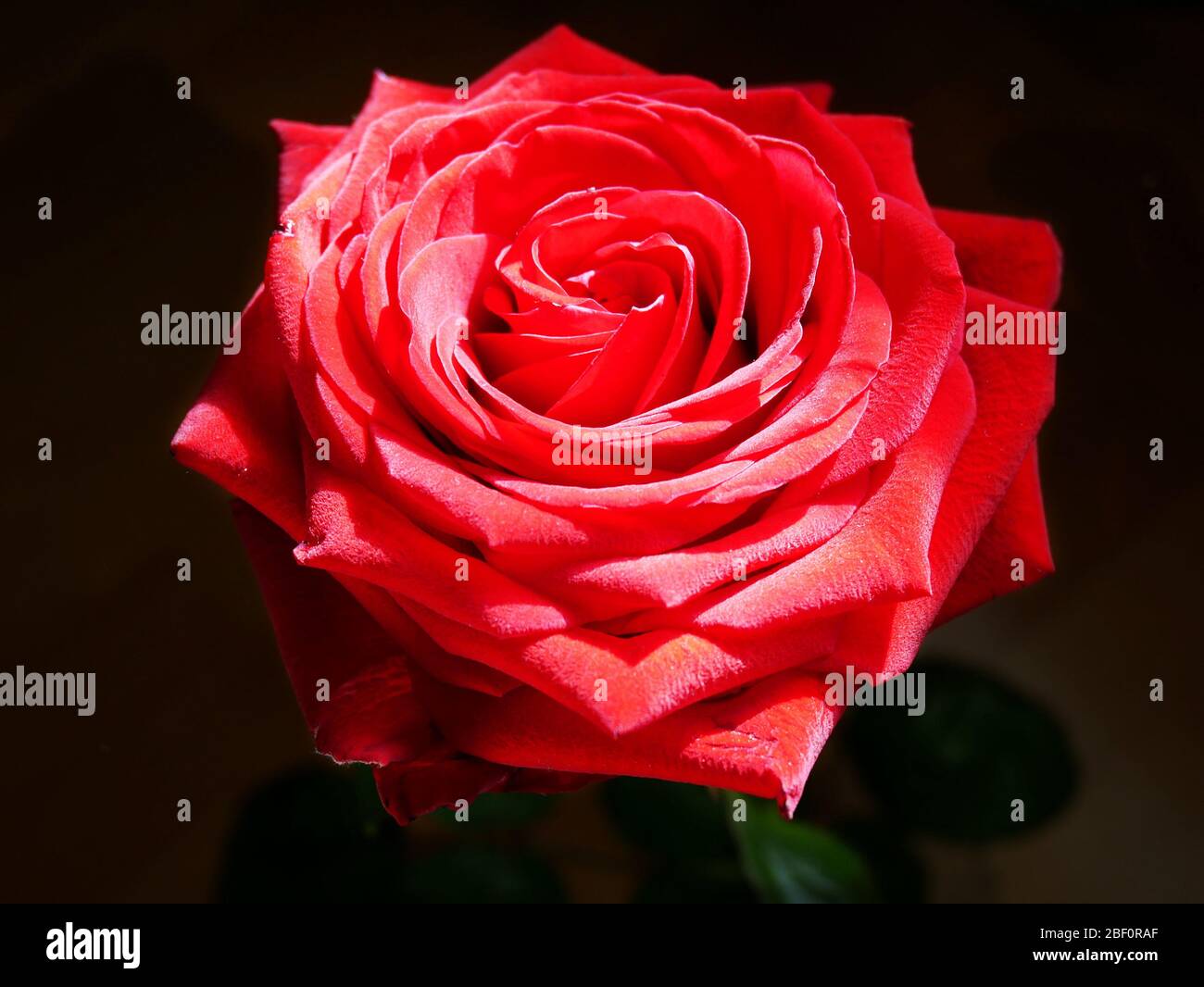 Deep Red Rose Stock Photo - Alamy