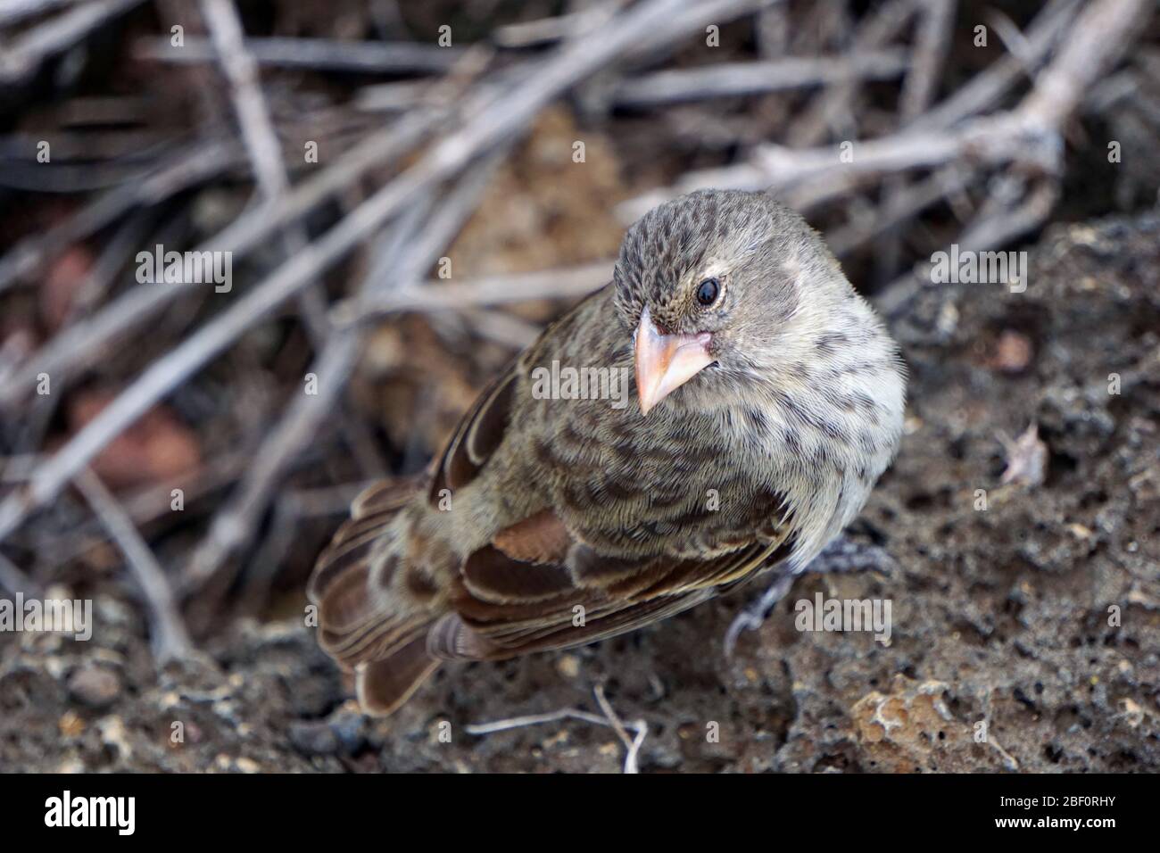Charles darwin finch hi-res stock photography and images - Alamy