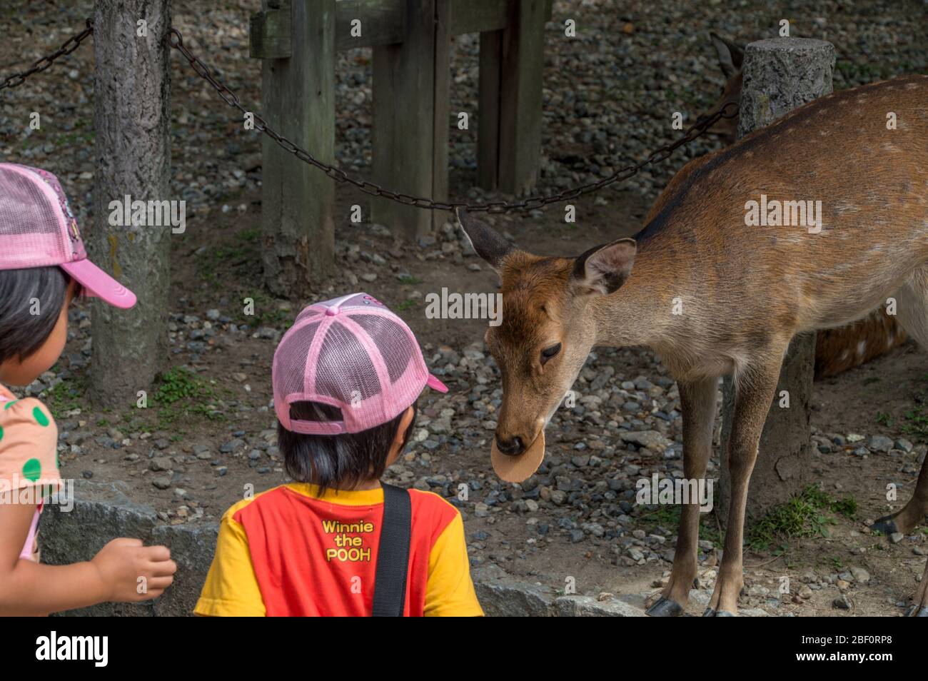 A boy child children eating a cookie cookies hi-res stock photography ...