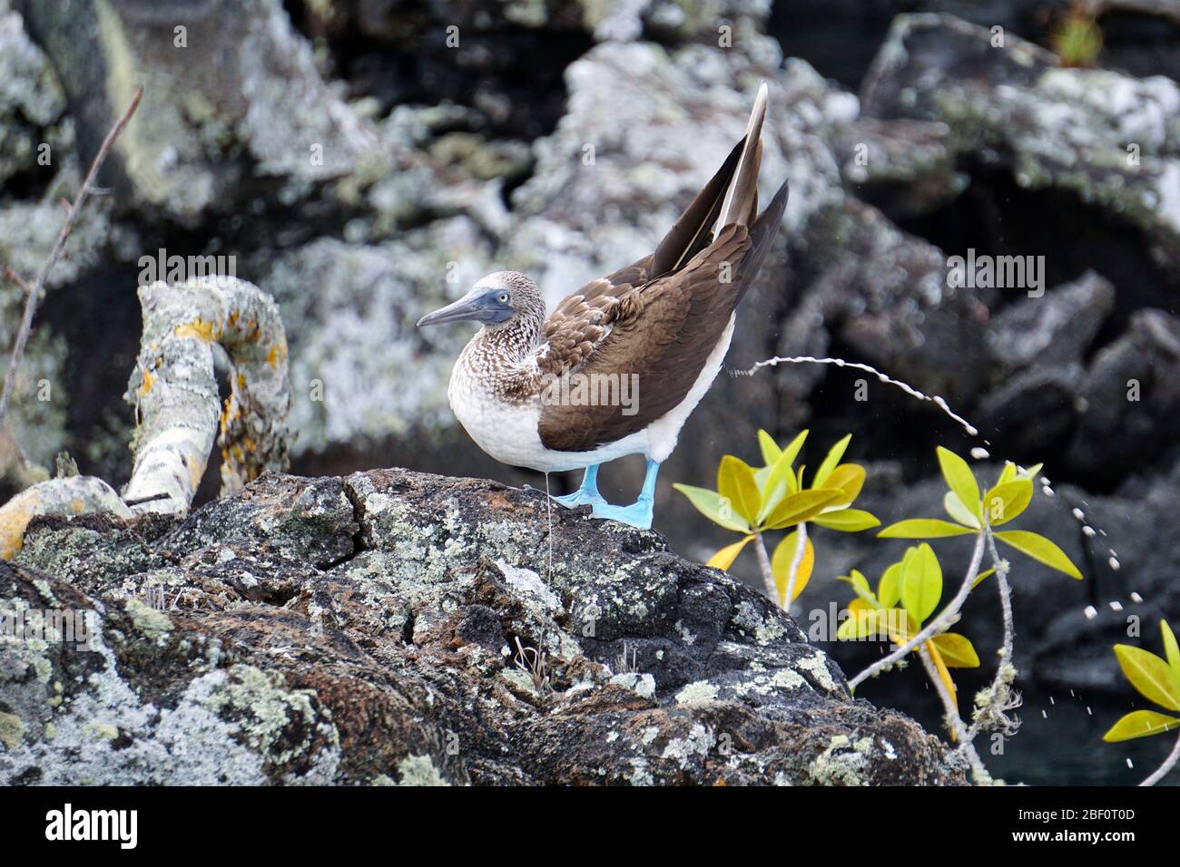 Pooing hi-res stock photography and images - Alamy