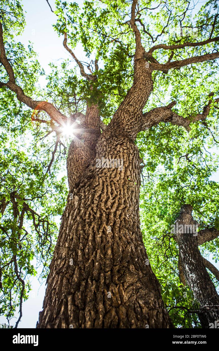 Oregon white oak tree hi-res stock photography and images - Alamy