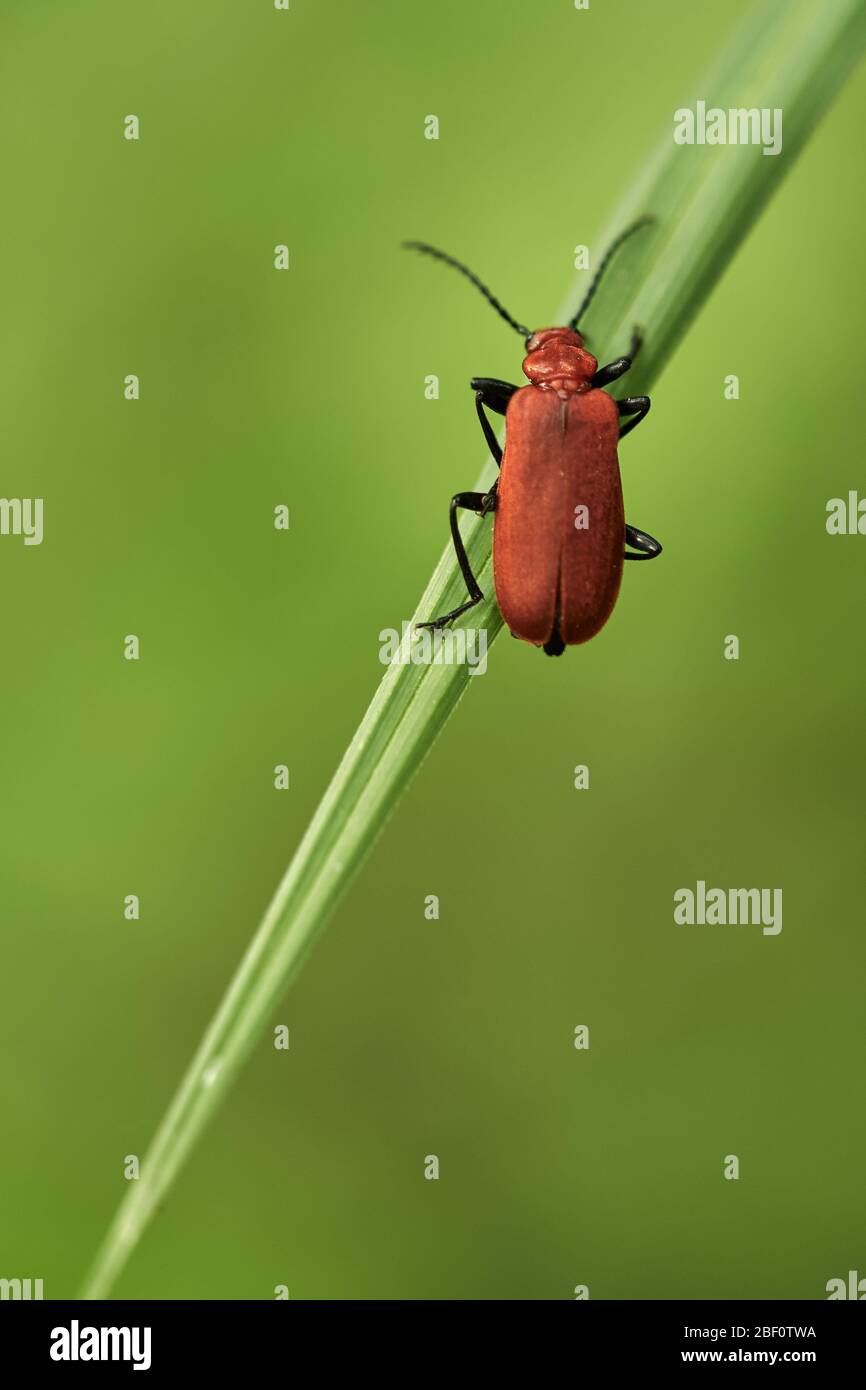Insect and grass hi-res stock photography and images - Alamy