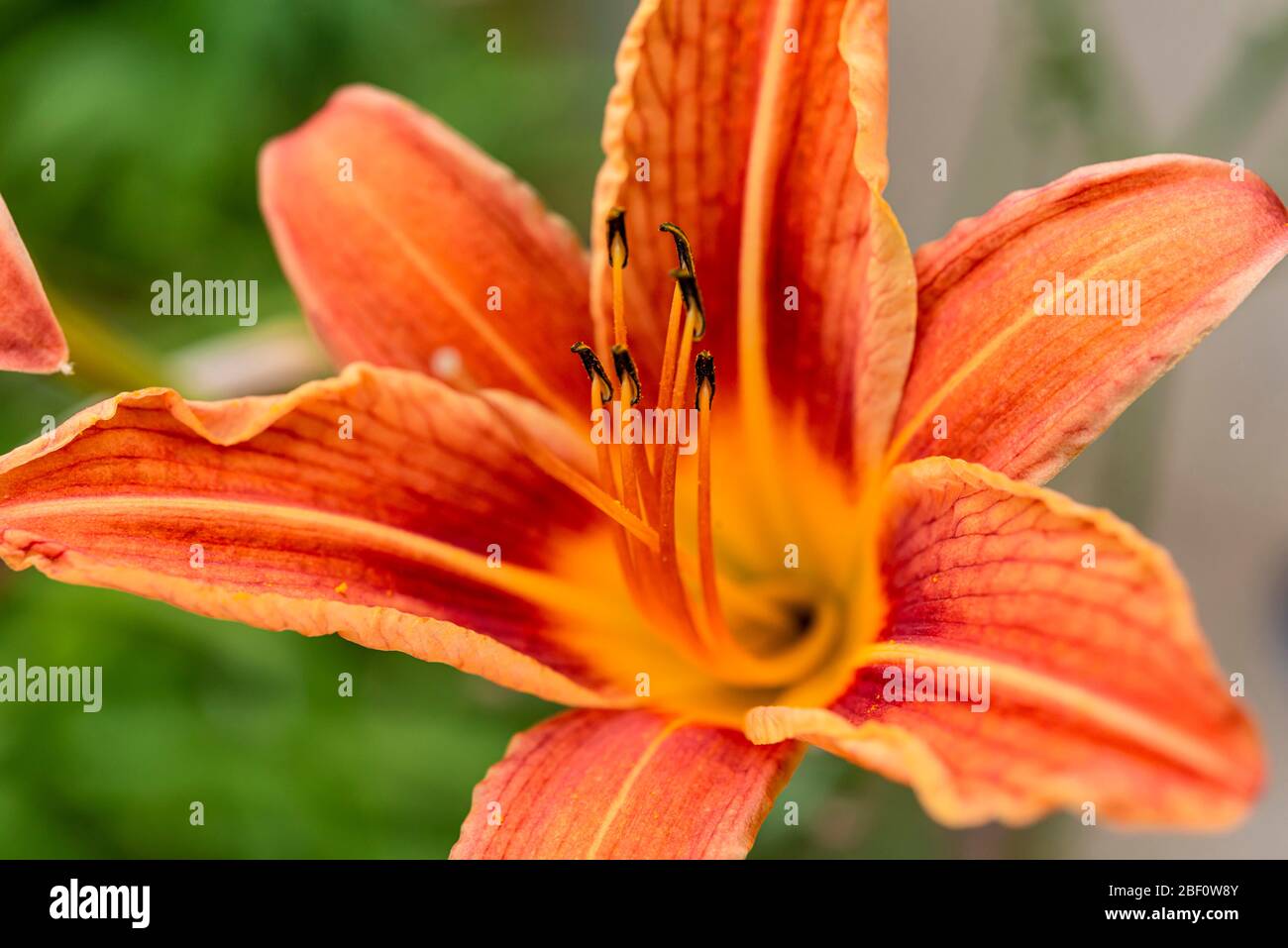 Fire lily (Lilium bulbiferum), orange flower with filaments, Germany ...