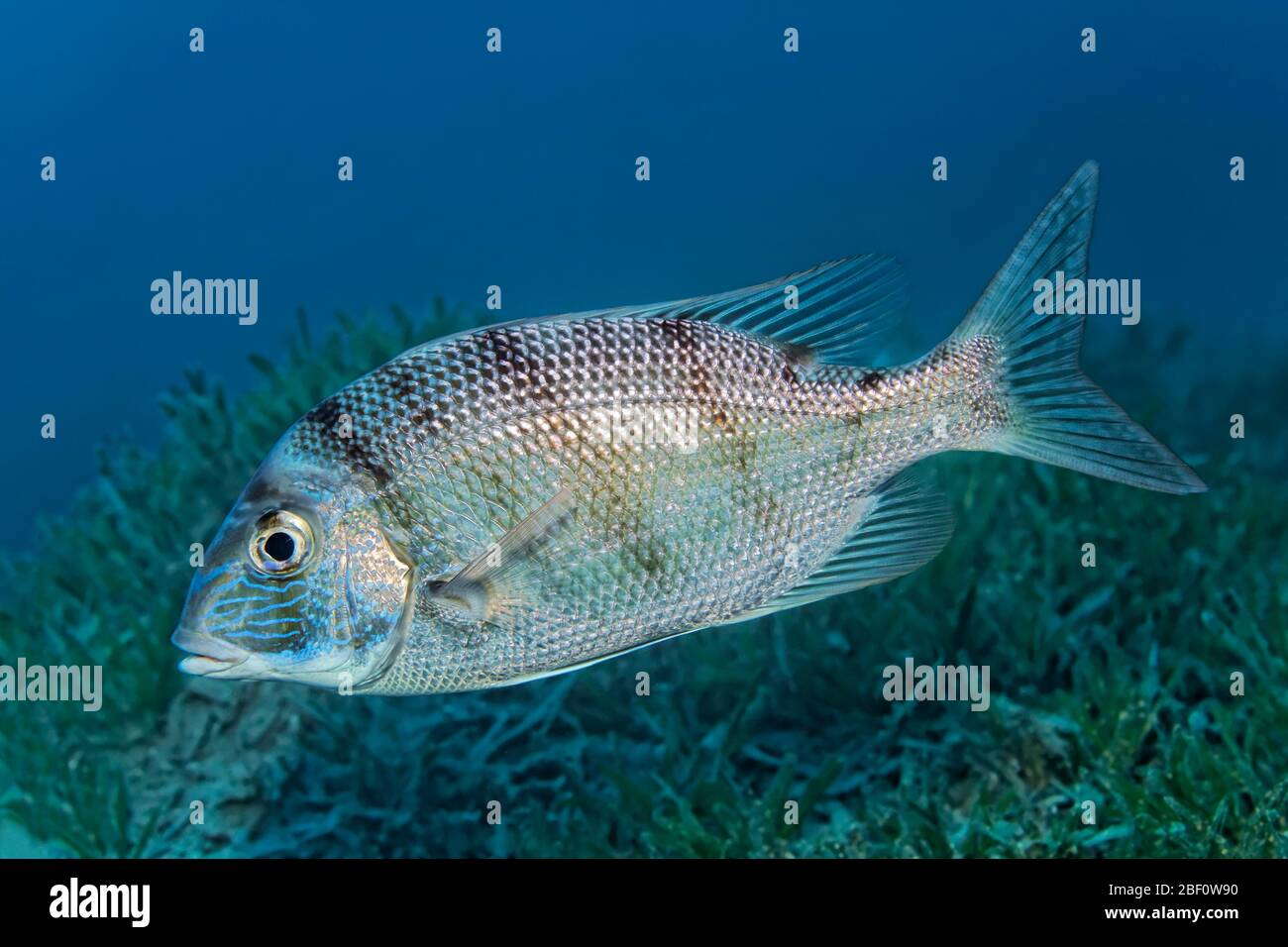 Sea bream (Sparidae) over seagrass meadow, Red Sea, Jordan Stock Photo ...