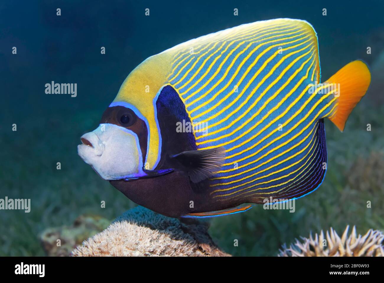 Emperor angelfish (Pomacanthus imperator) swims over seagrass meadow ...