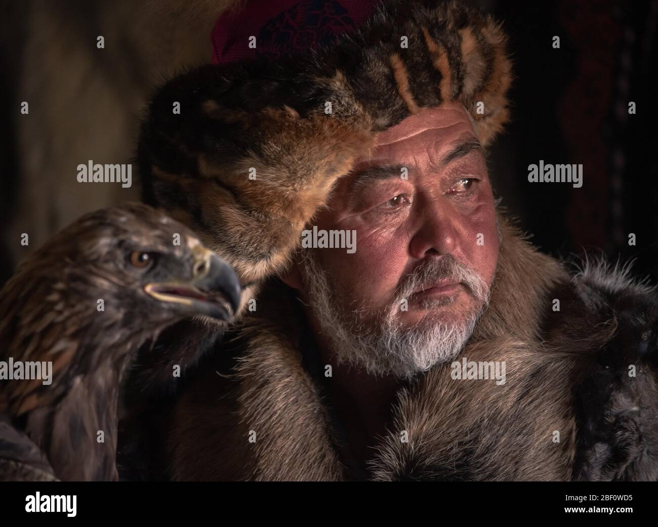 Mongolian eagle hunter, Kazakh with trained eagle, portrait, province ...