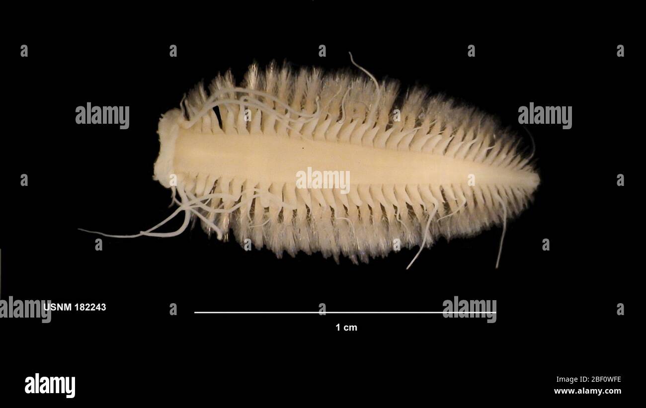 Hesiocaeca methanicola. 17 Sep 2018GC 2341 Stock Photo - Alamy