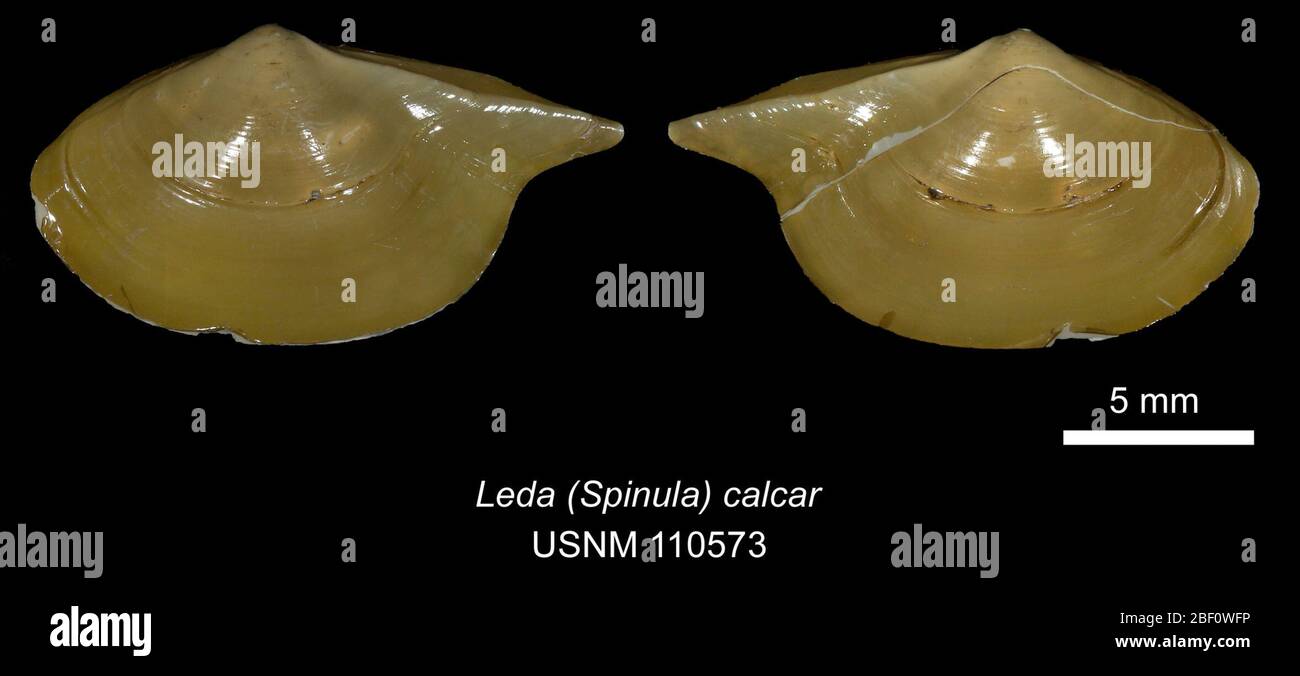 Calcar hi-res stock photography and images - Alamy