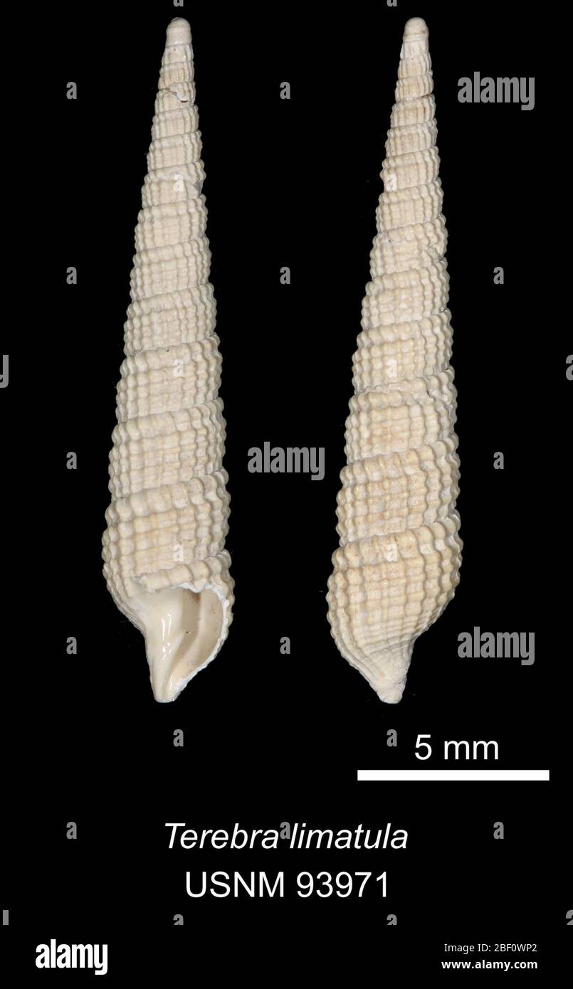Terebra High Resolution Stock Photography and Images - Alamy