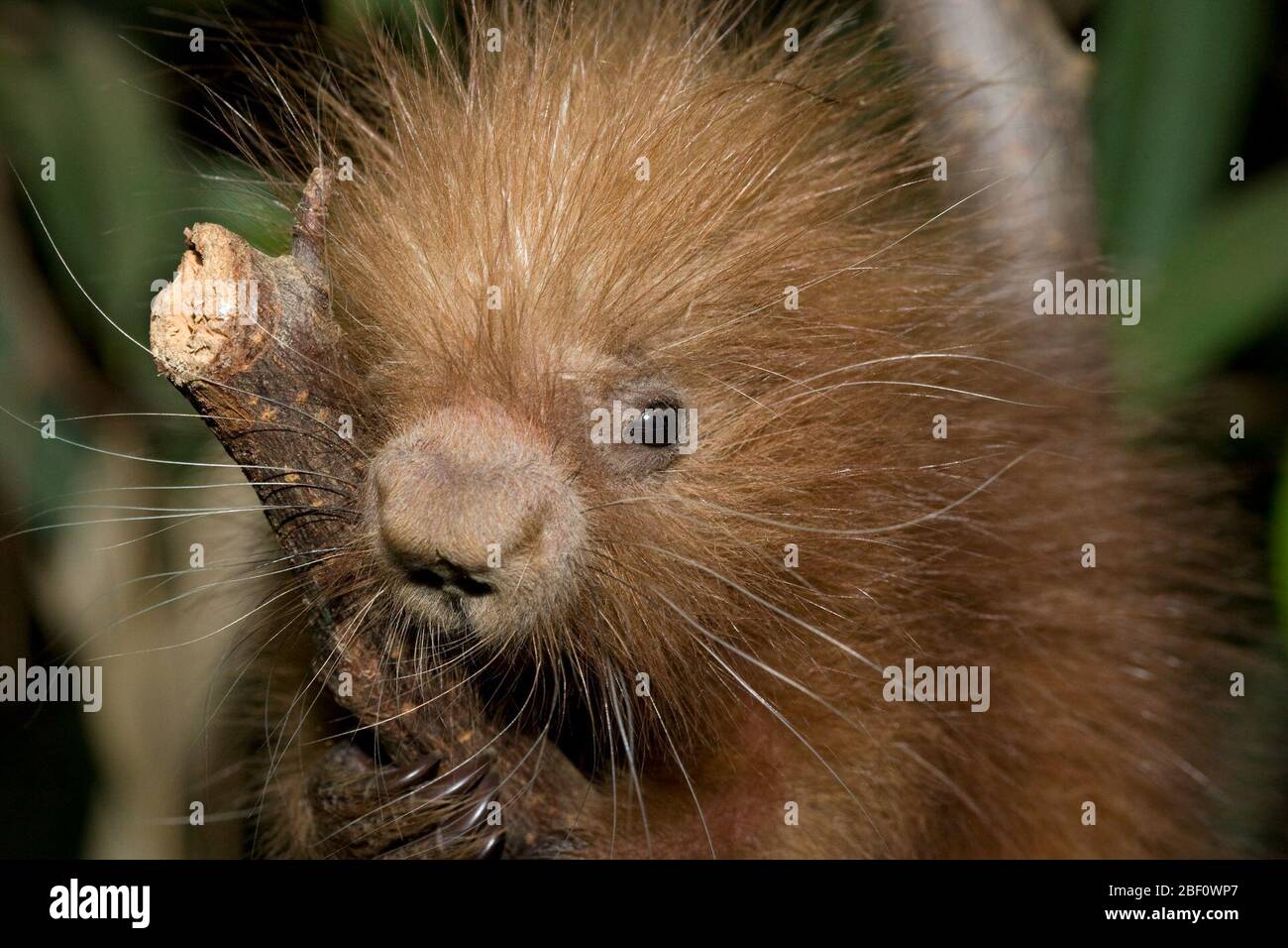 Prehensiletailed Porcupine. young,Baby,Species: prehensilis,Genus ...