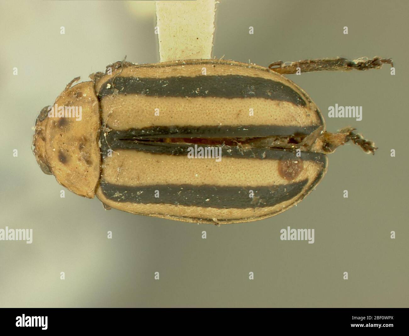 Lactica davisi hi-res stock photography and images - Alamy
