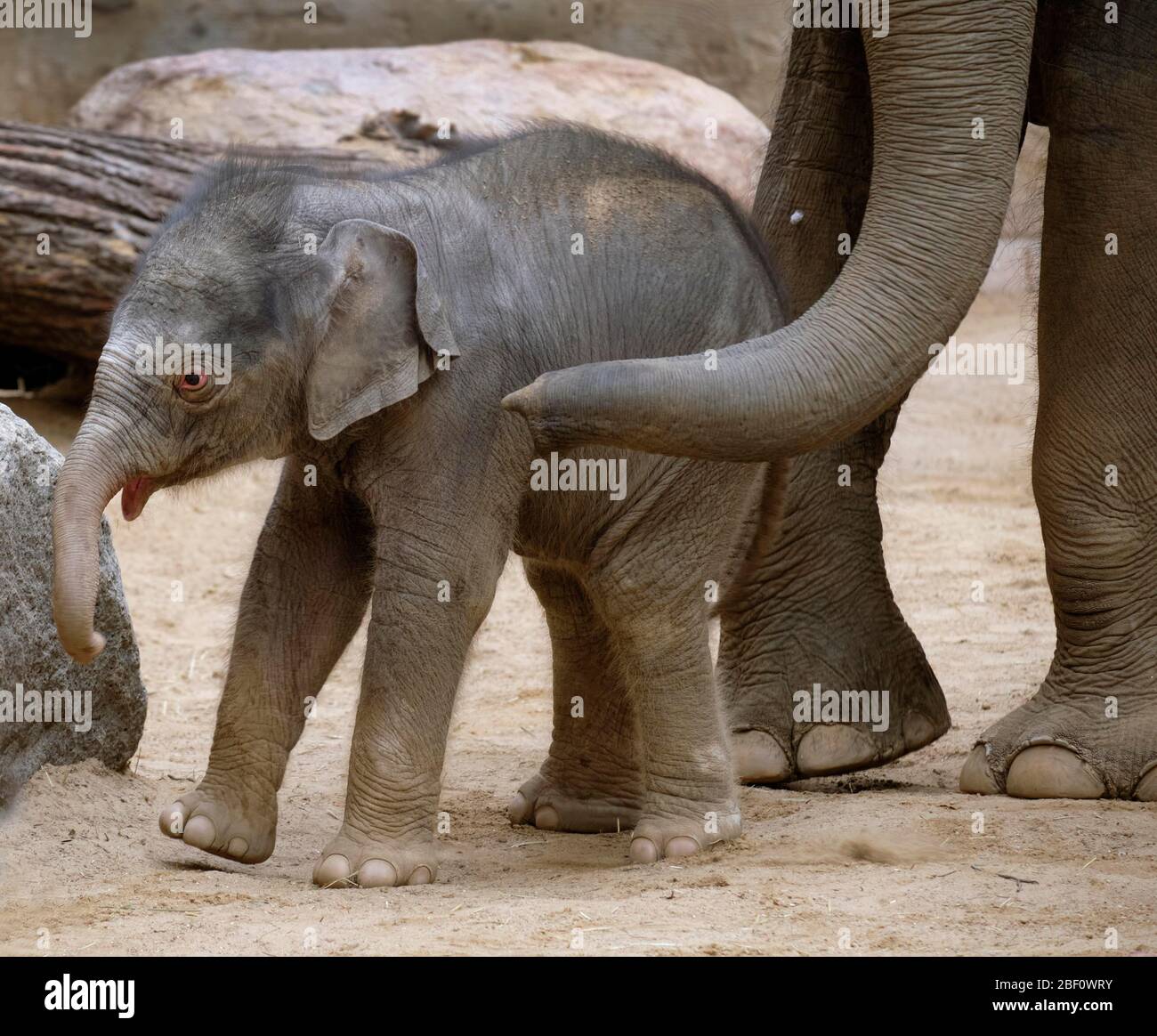 Asian elephant (Elephas maximus indicus), elephant cow protects young ...