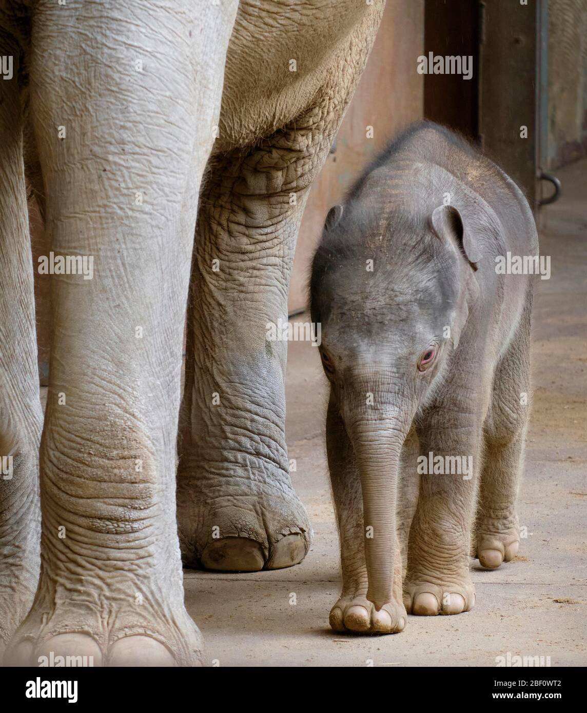 Elephant cow next to young animal hi-res stock photography and images ...