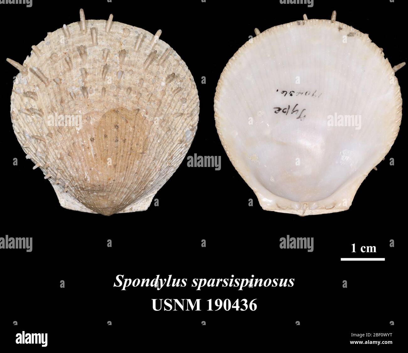 Spondylus thorny oyster shell hi-res stock photography and images - Alamy